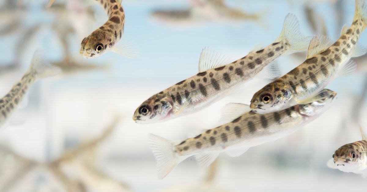 Kartlegger sammenhengen mellom vannkvalitet og sykdom - Veterinærinstituttet